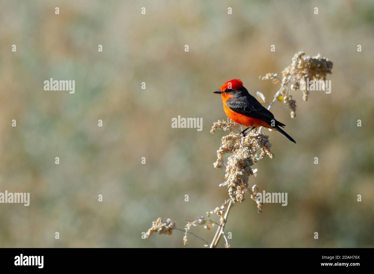 Pyrocephalus obscuru hi-res stock photography and images - Alamy