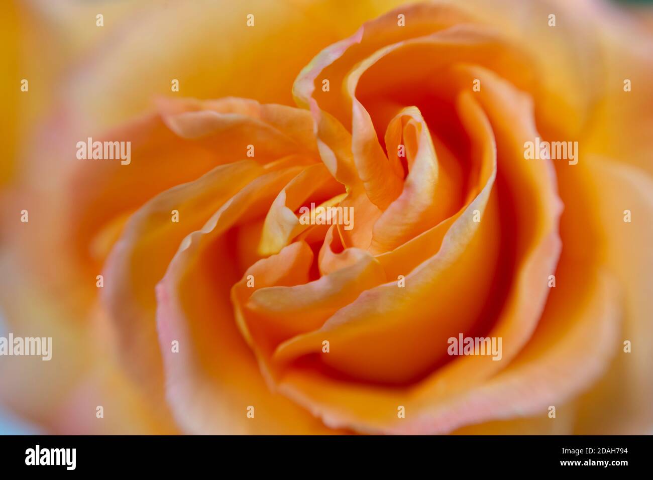 Fragile rose hi-res stock photography and images - Alamy