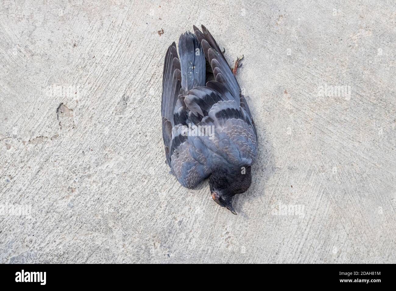 The close up photo of the dead pigeon lying on a pavement on a street ...
