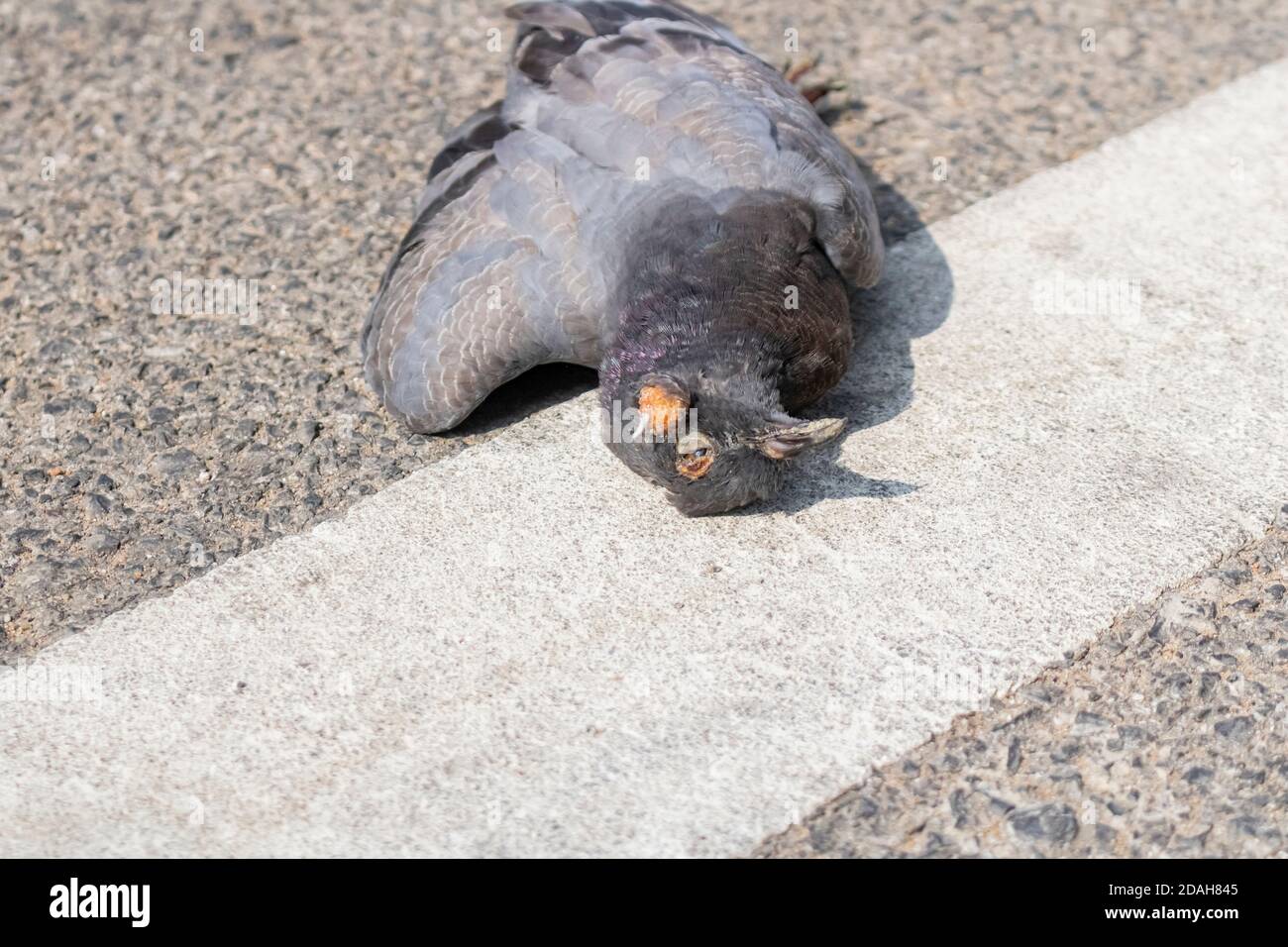 The close up photo of the dead pigeon lying on a pavement on a street ...