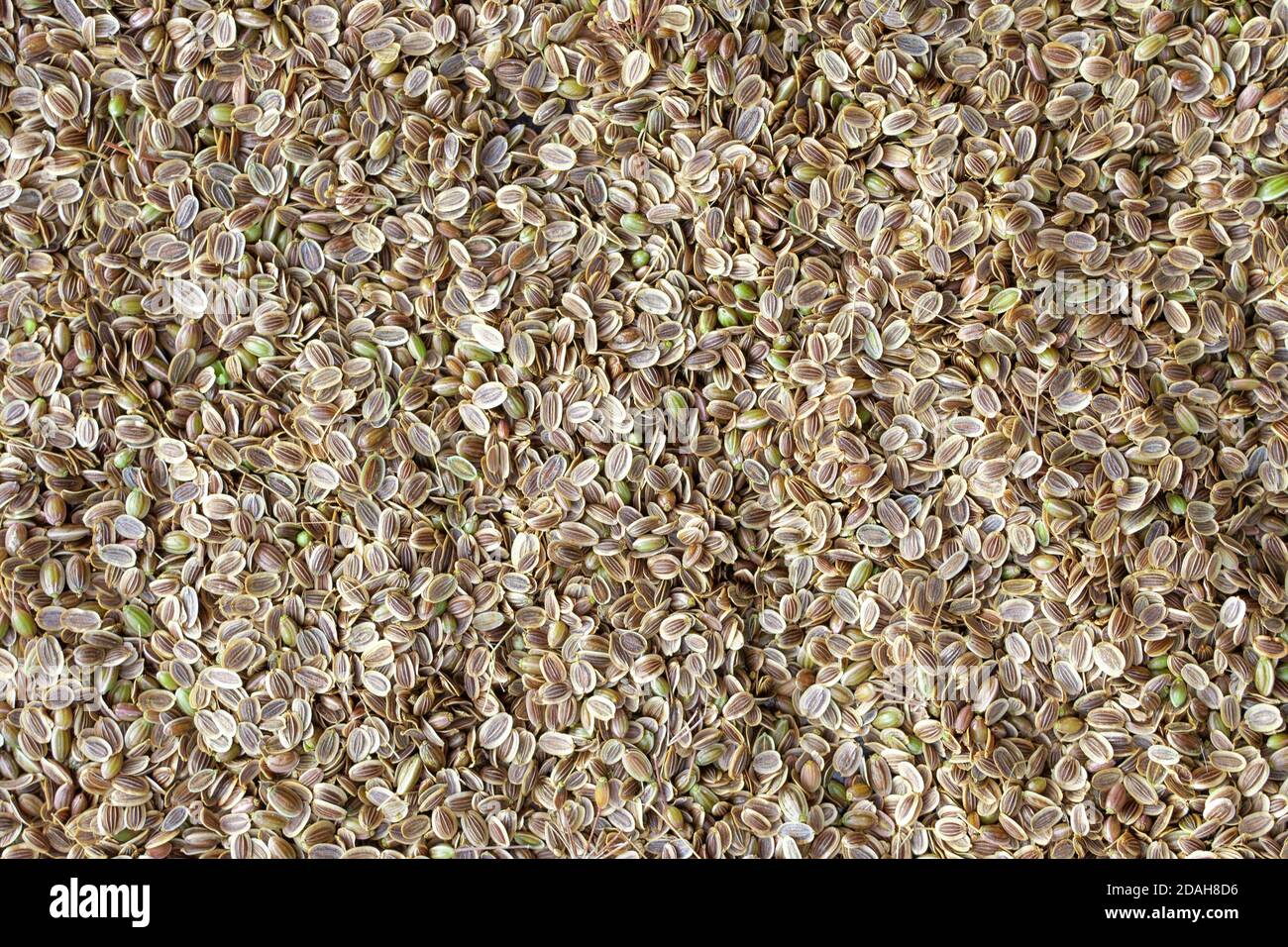 Dried dill powder texture background, close up. spice Stock Photo - Alamy
