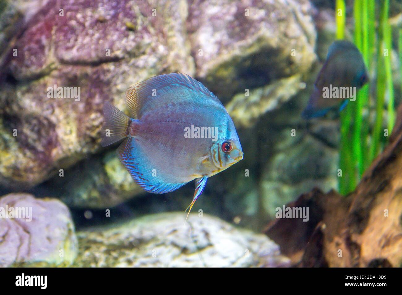 discus fish Symphysodon discus in an aquarium Stock Photo - Alamy