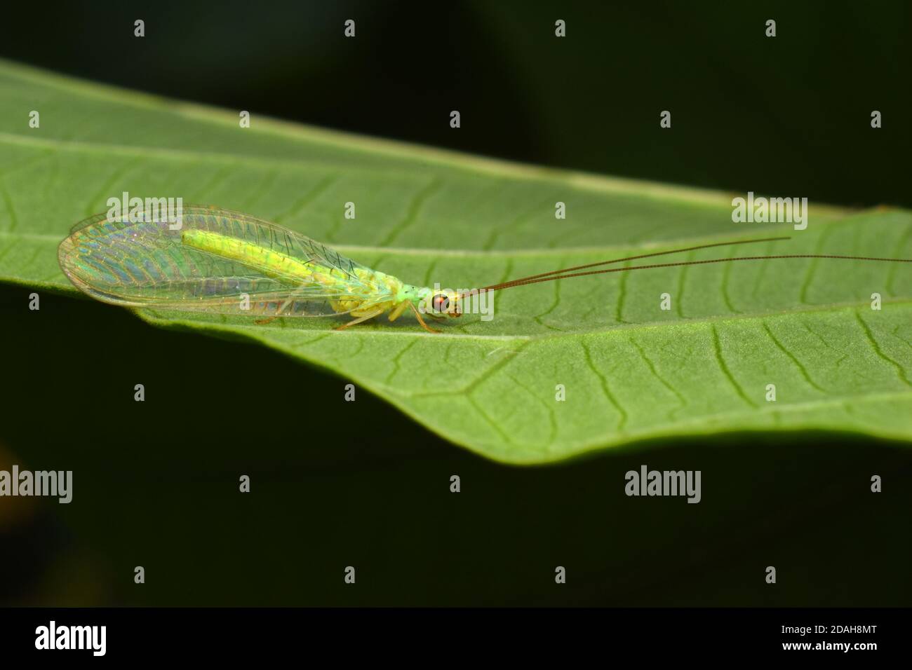 Green lacewing life cycle hi-res stock photography and images - Alamy