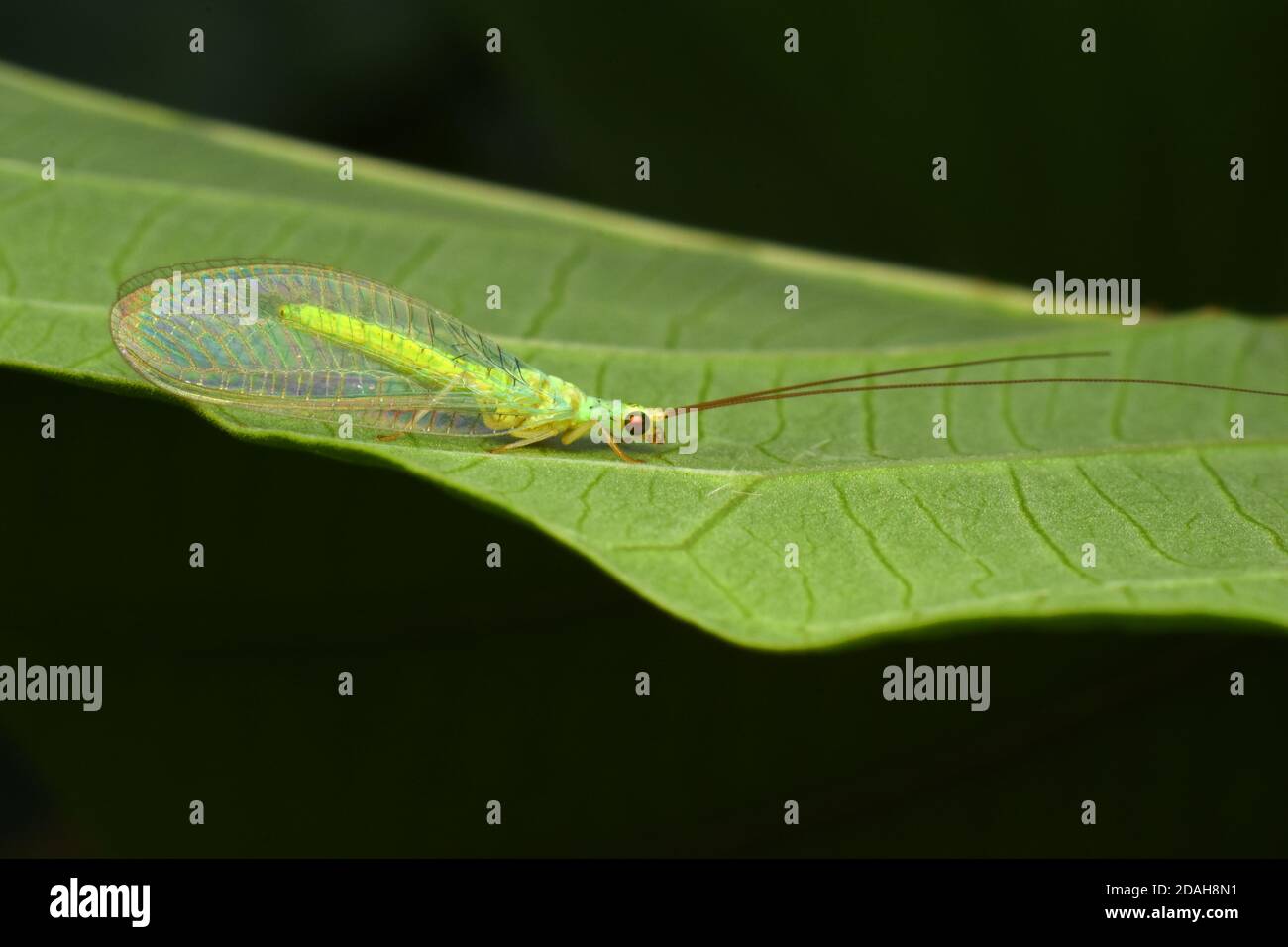 Green lacewing life cycle hi-res stock photography and images - Alamy
