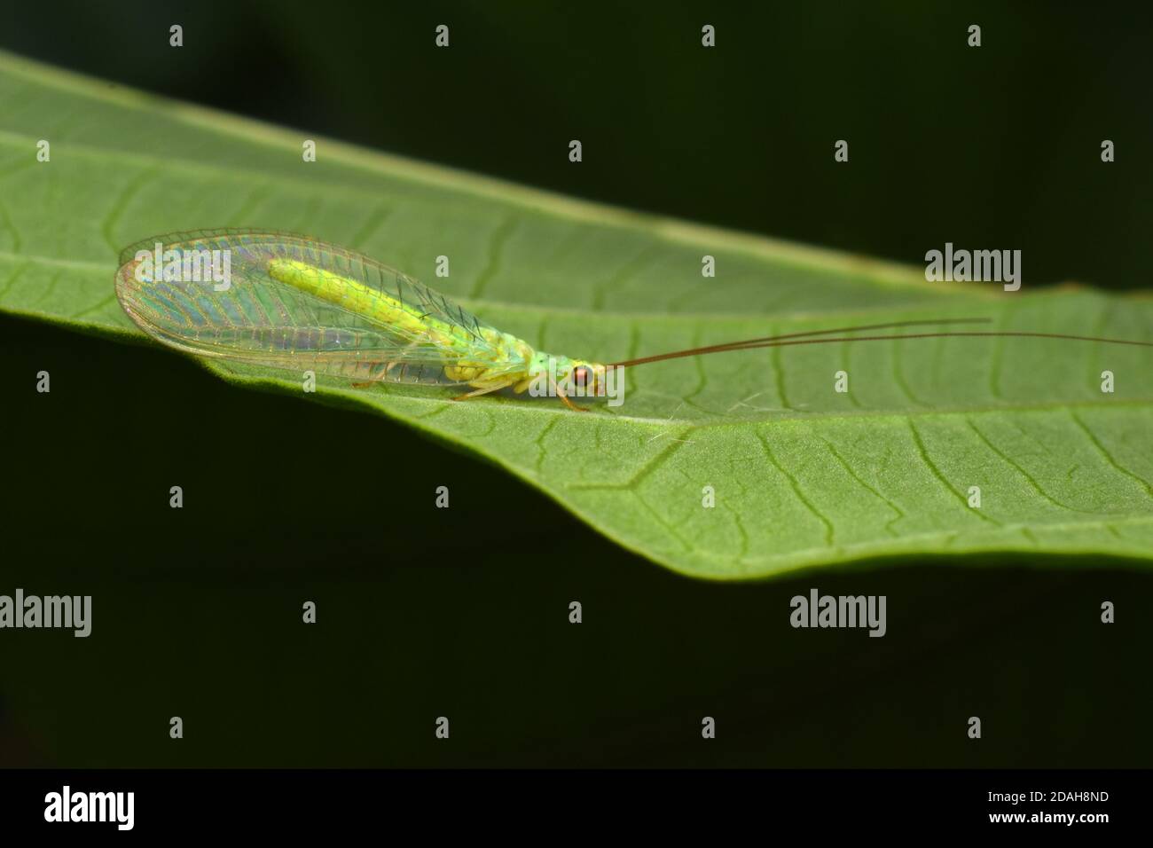 Adult stage of common green lacewing hi-res stock photography and ...