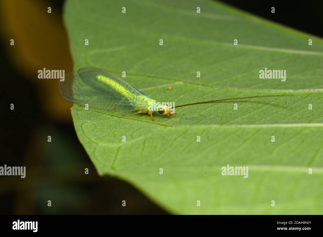 Green lacewing life cycle hi-res stock photography and images - Alamy
