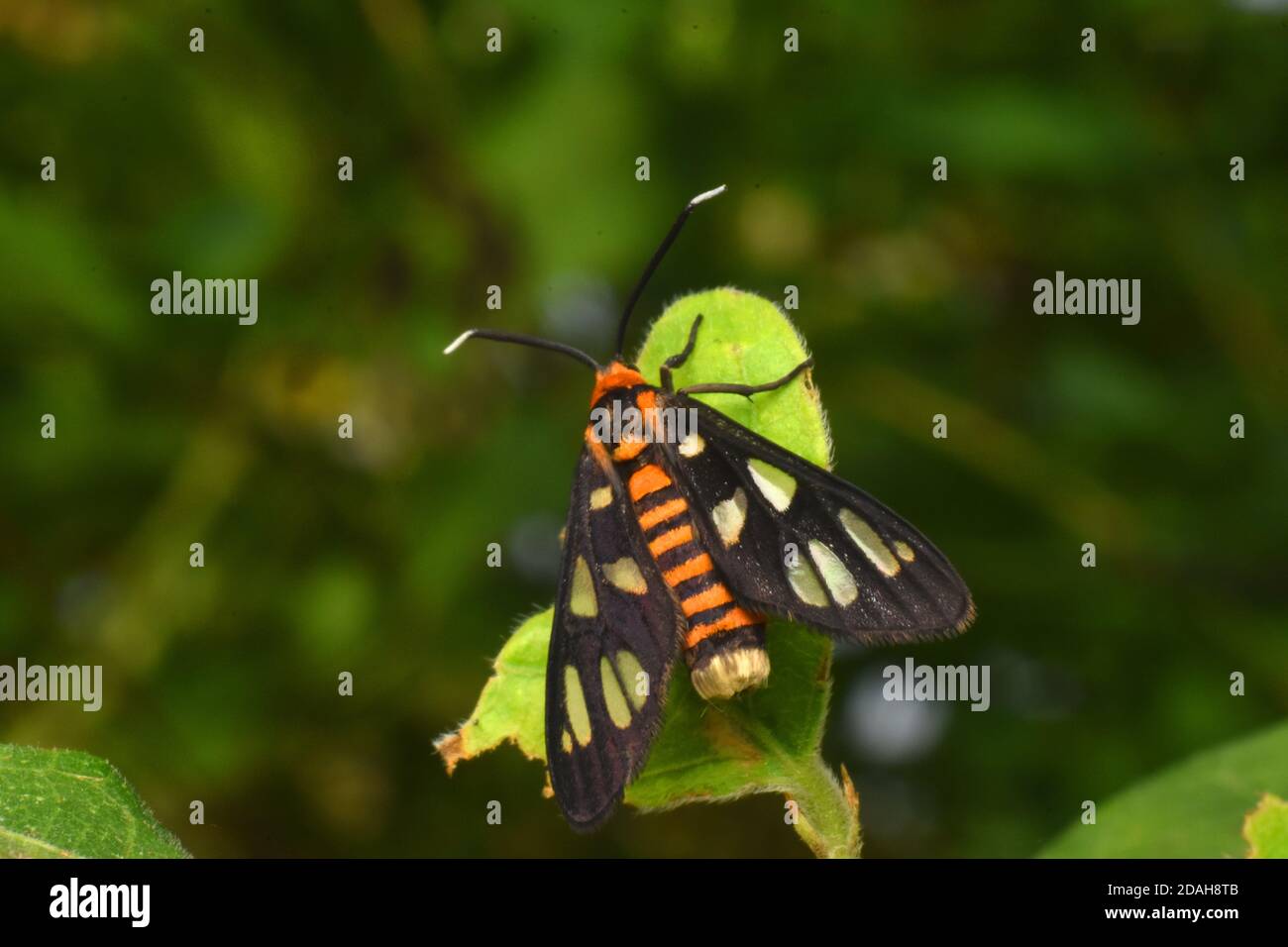 Moth in nature hi-res stock photography and images - Alamy