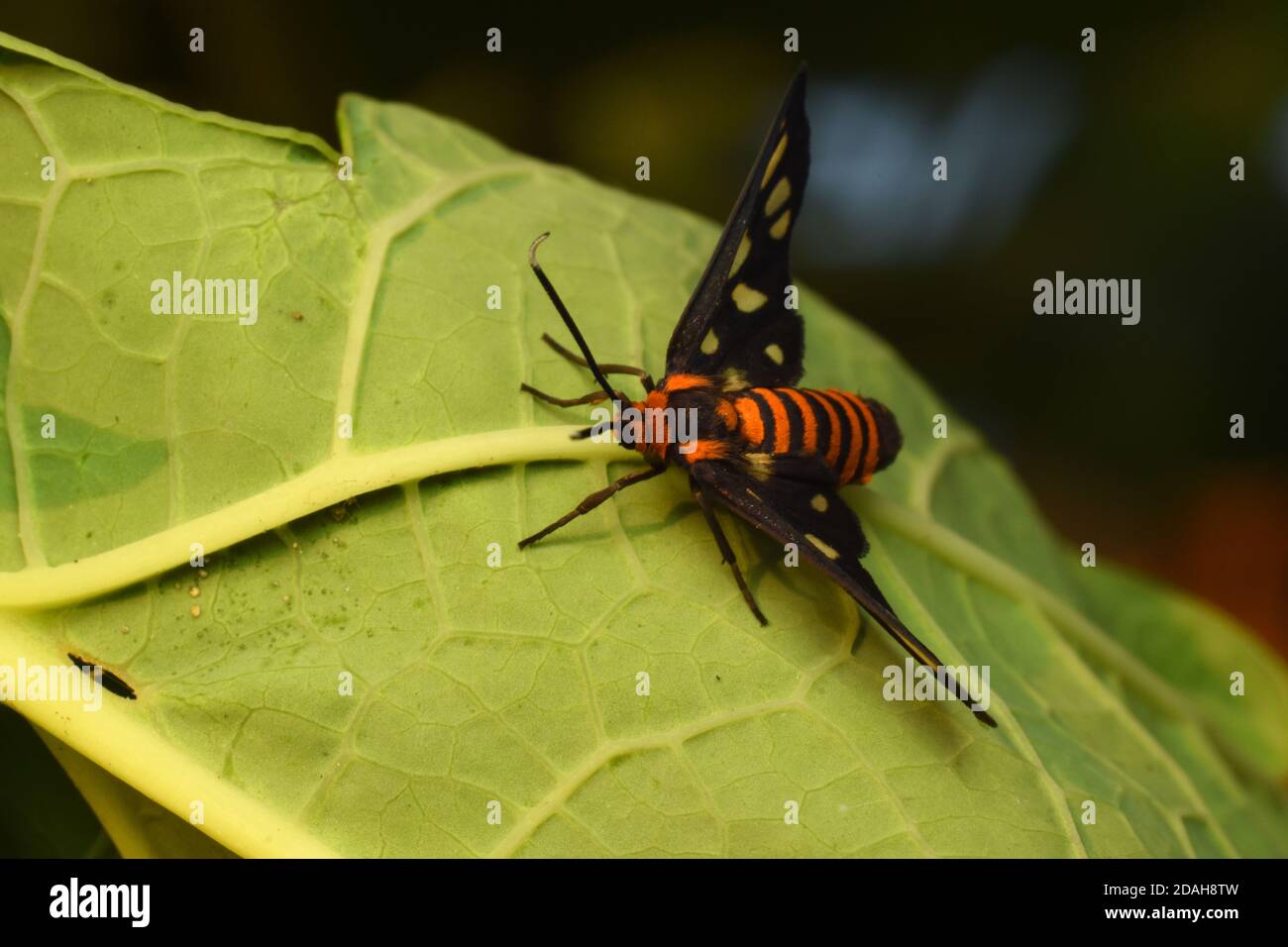Moth in nature hi-res stock photography and images - Alamy