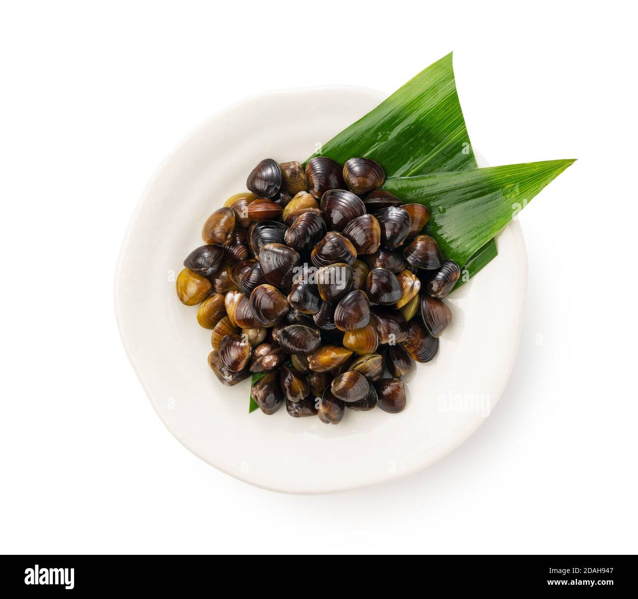 Clam leaf hi-res stock photography and images - Alamy