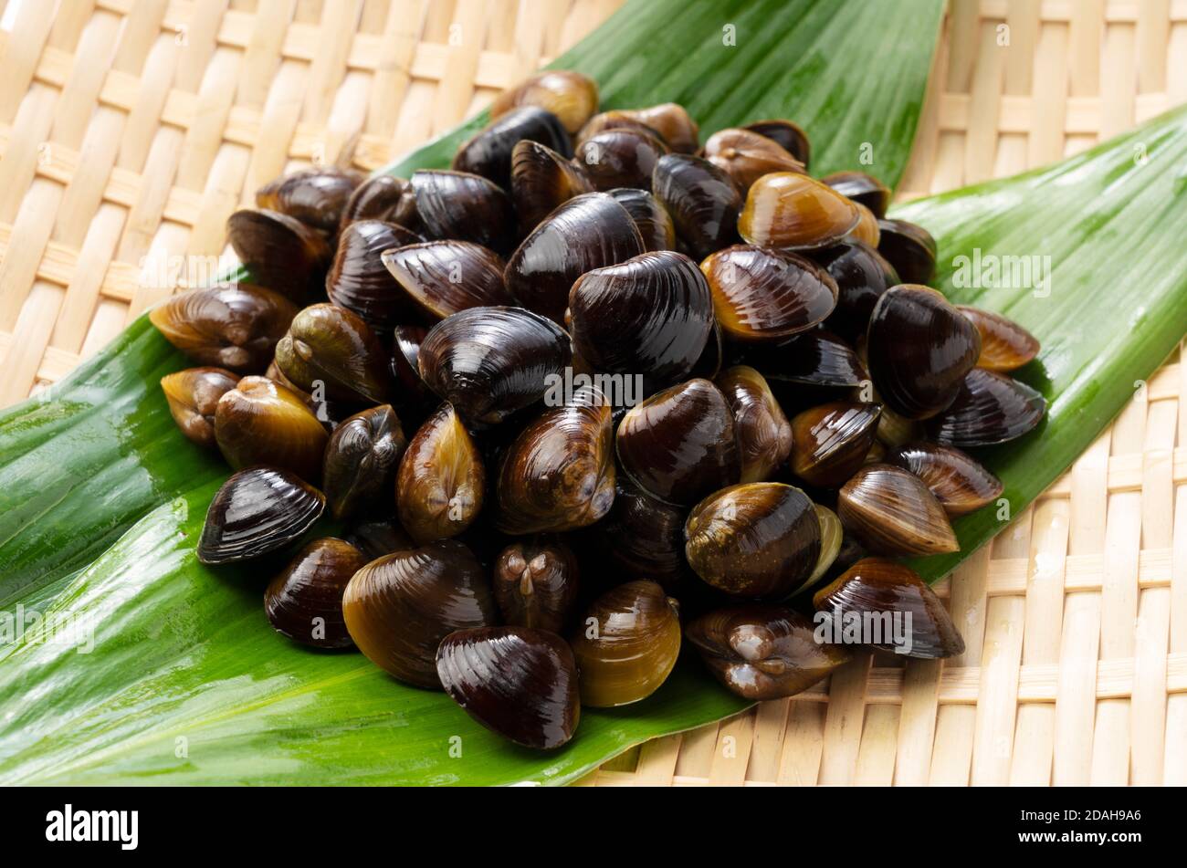 Clam leaf hi-res stock photography and images - Alamy