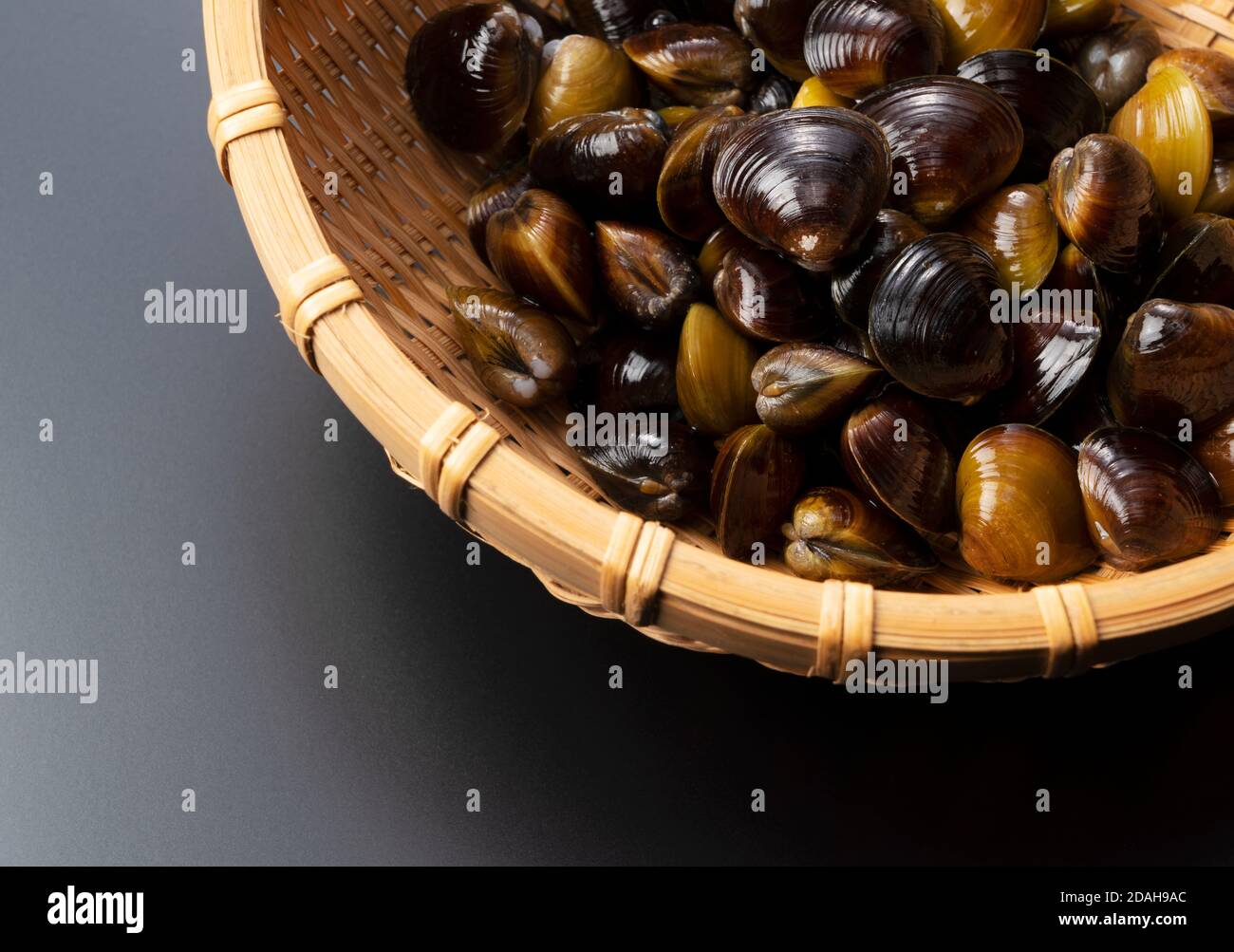 A freshwater clam placed on a black background. Close-up photo Stock ...