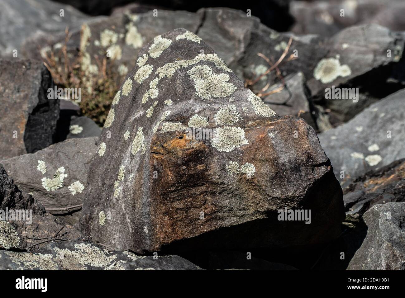Moss Covered Stone Stock Photo - Alamy