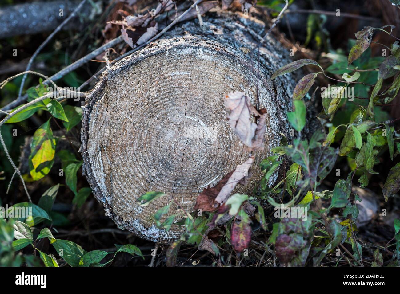 Cut Wood Log with Rings Visible Stock Photo - Alamy
