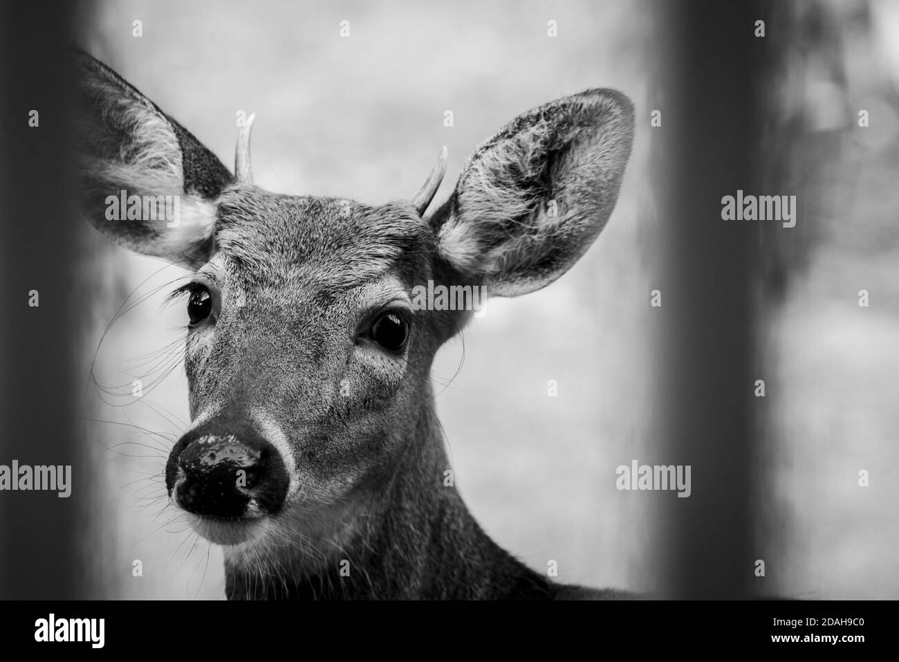 Black Whitetail Buck Deer