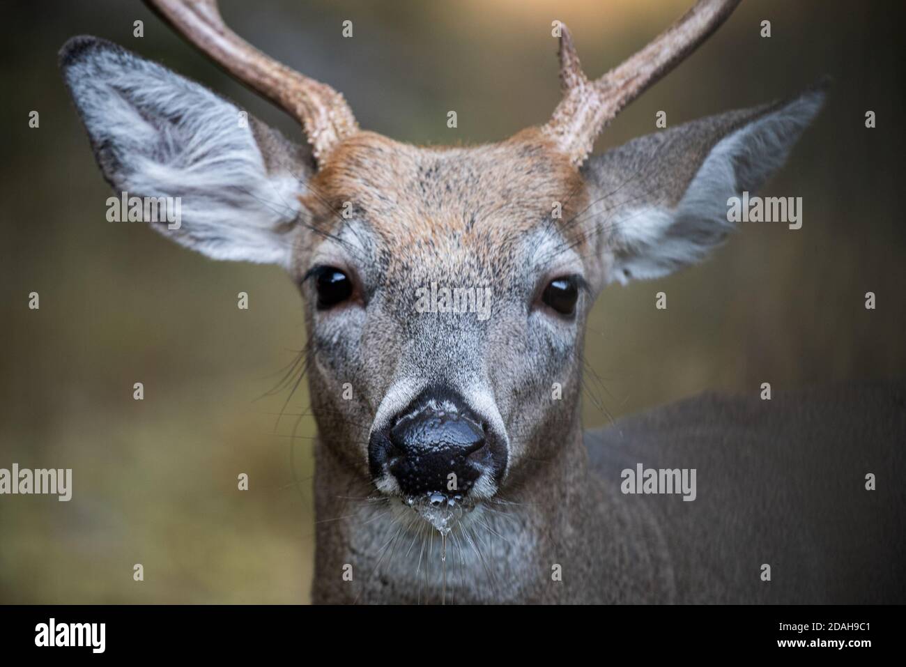 Drooling Whitetail Buck Deer Closeup Portrait in the Poconos of ...