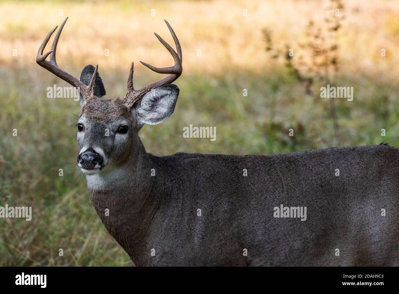 Whitetail Buck Deer Portrait with Rack Antlers Stock Photo - Alamy
