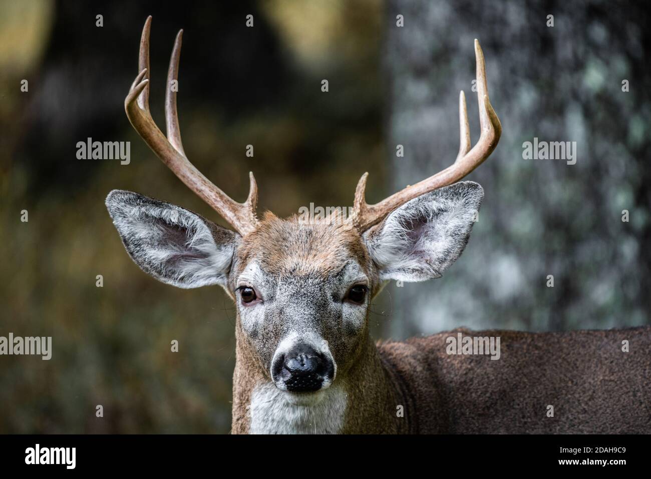Whitetail Buck Deer Portrait with Rack Antlers Stock Photo - Alamy