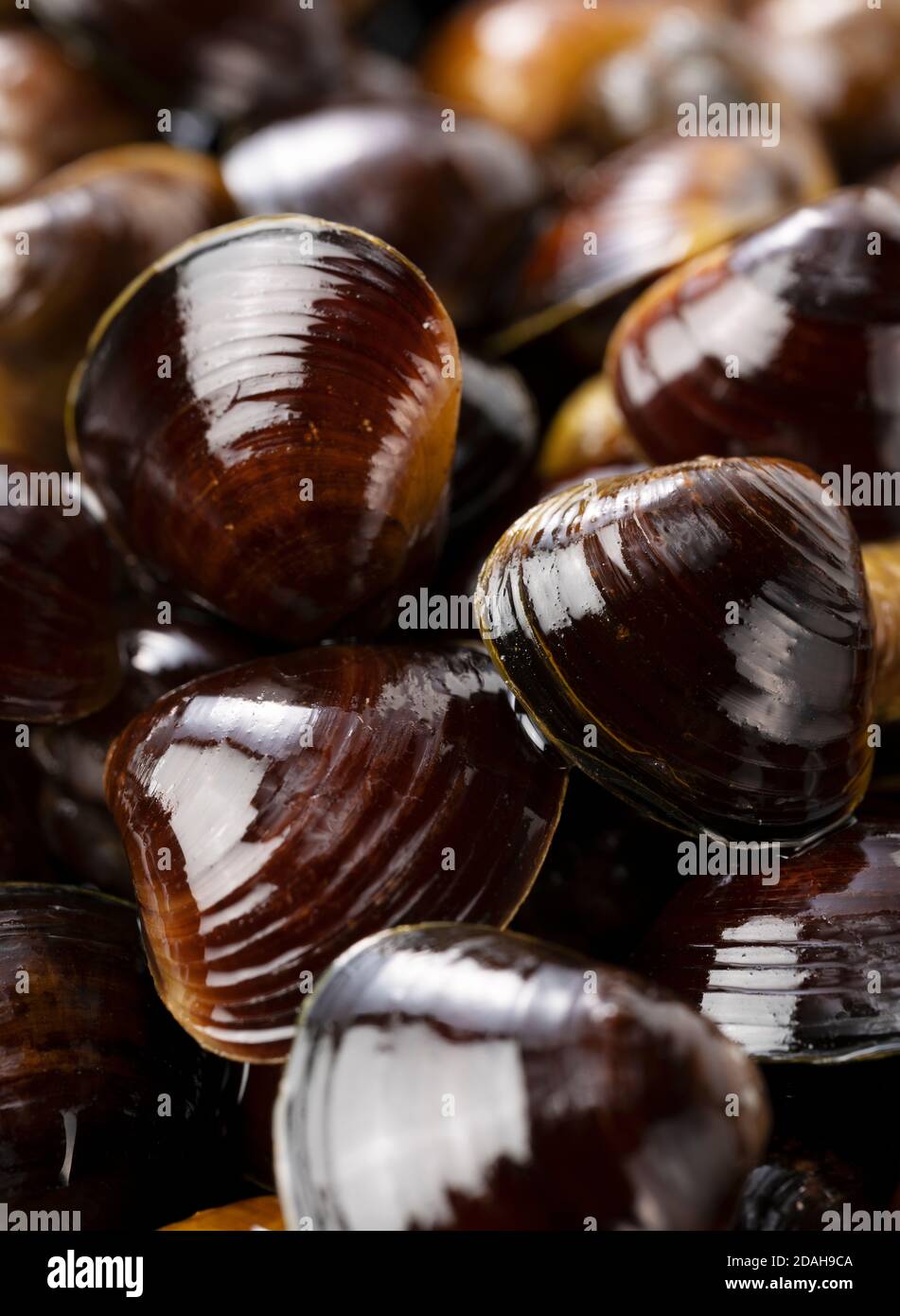 Freshwater clams hi-res stock photography and images - Alamy