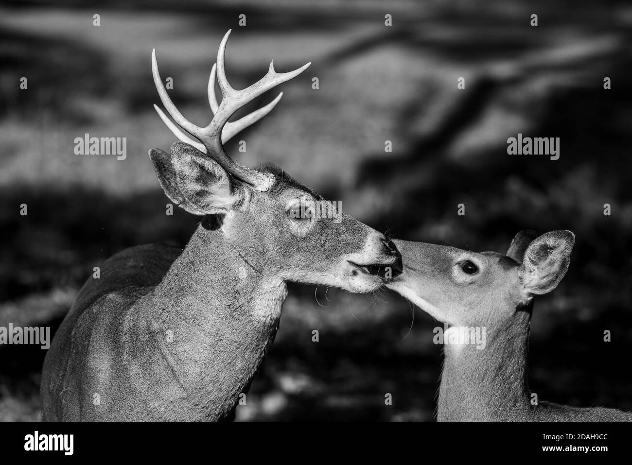 Whitetail season hi-res stock photography and images - Alamy