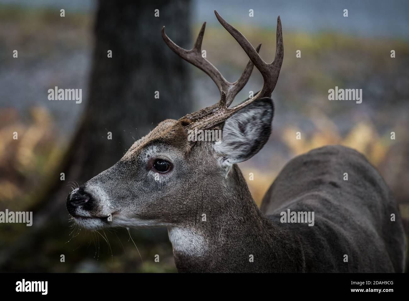 Deer side view hi-res stock photography and images - Alamy