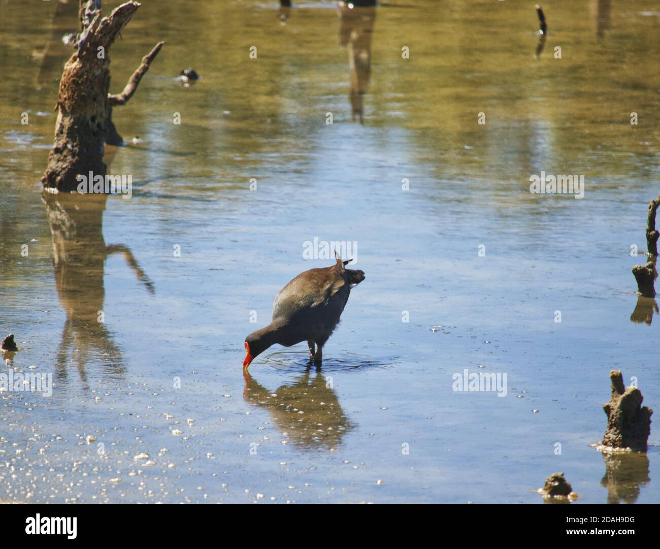 Australian wildlife bird swamp hen Stock Photo - Alamy