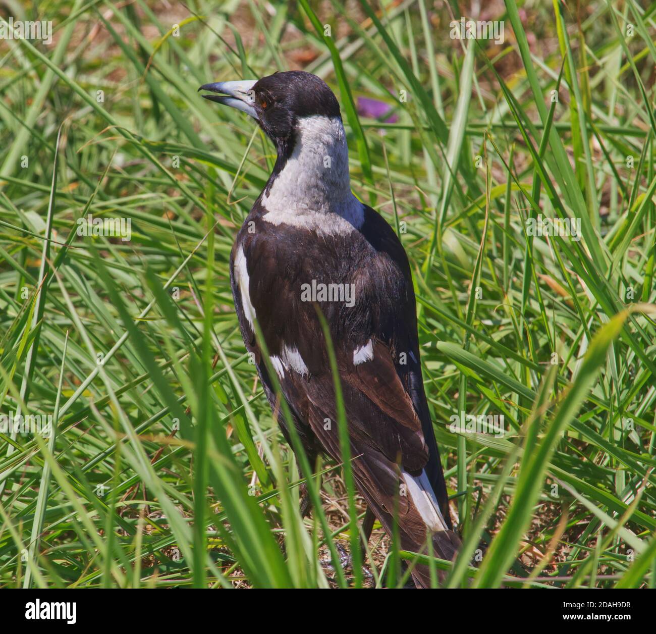 Australian wildlife bird magpie Stock Photo - Alamy