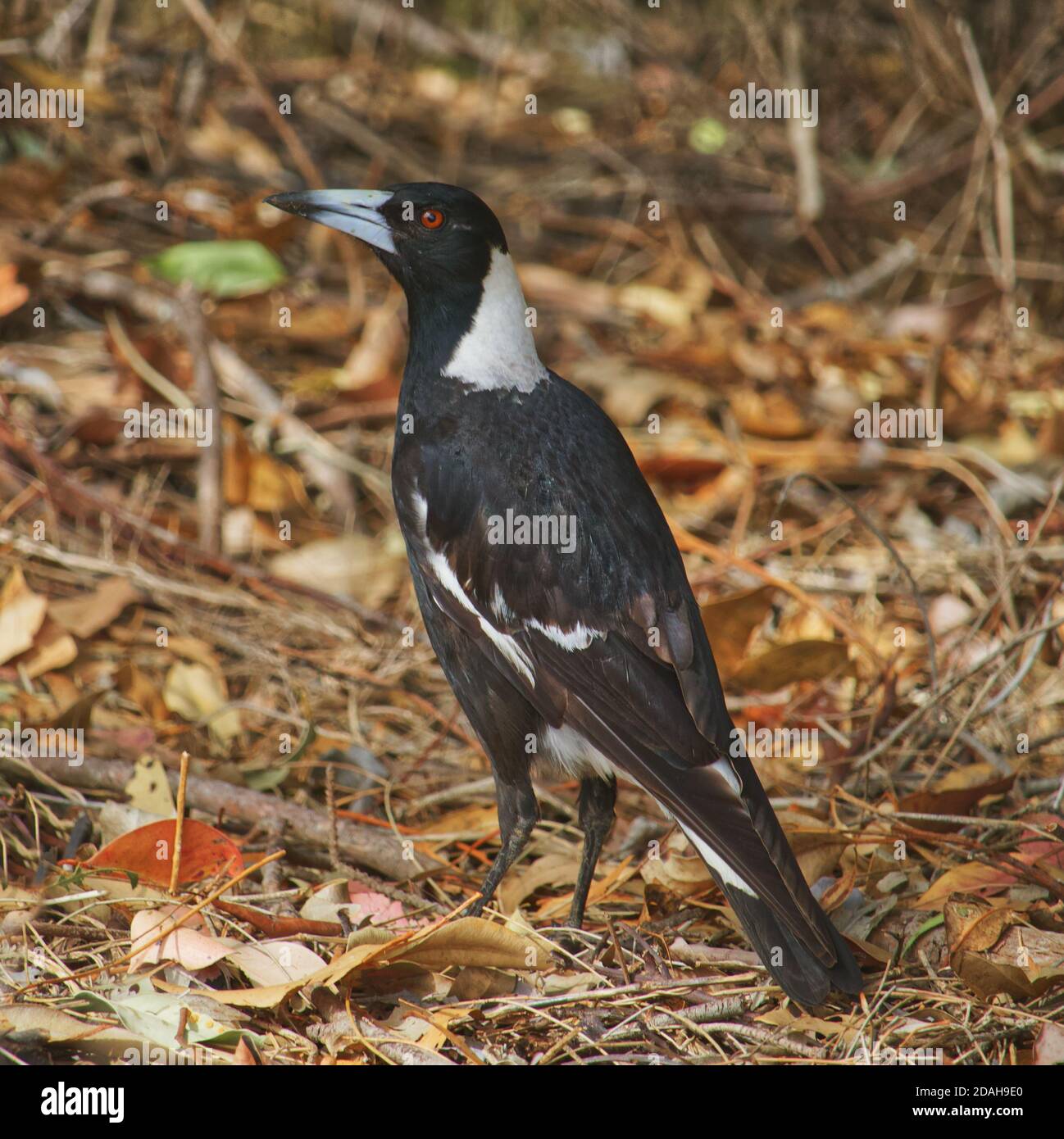 Australian wildlife bird magpie Stock Photo - Alamy