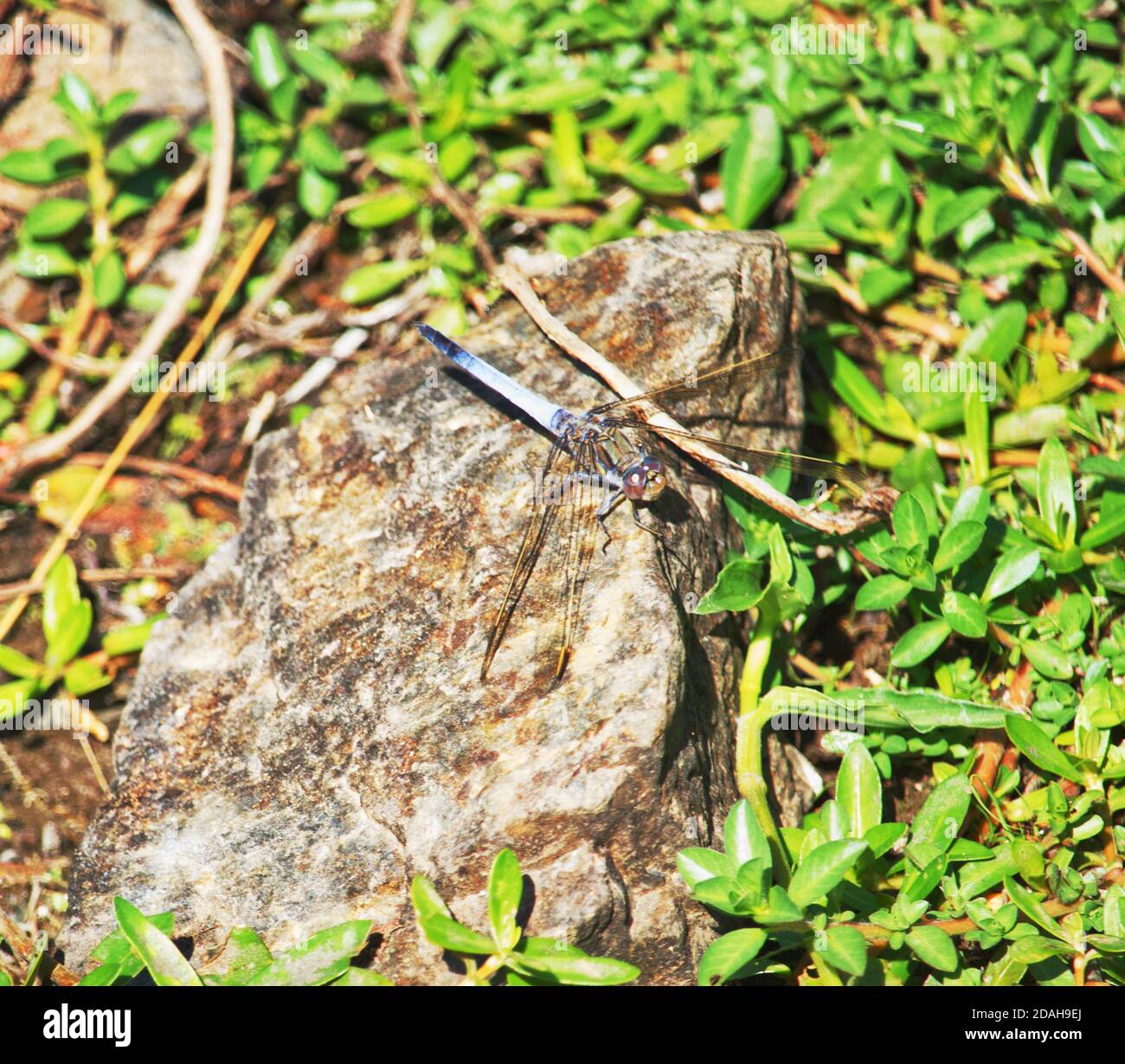Australian wildlife insect dragon fly Stock Photo - Alamy