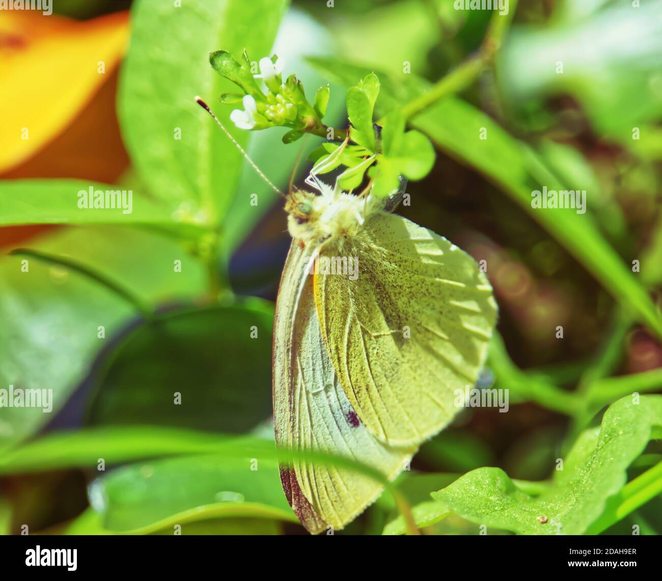 Cute australian animal scene hi-res stock photography and images - Alamy