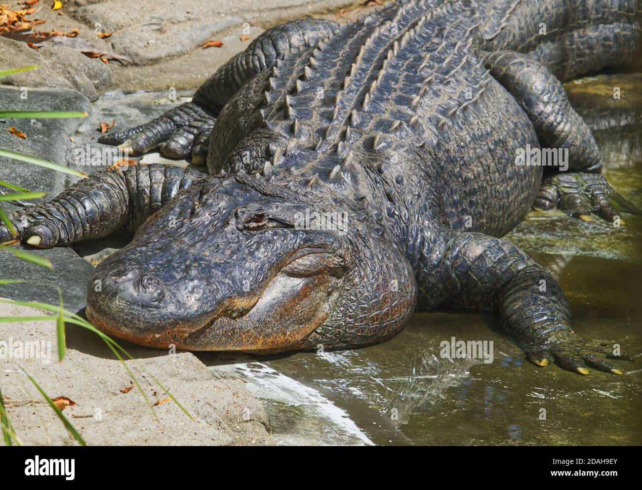 Australian wildlife crocodile outback Stock Photo - Alamy