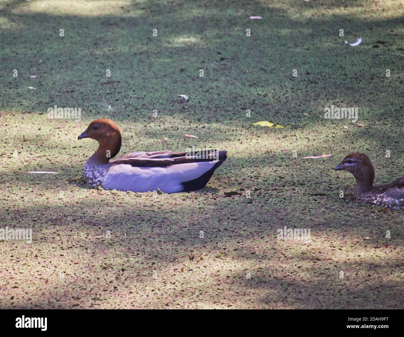 Australian wildlife duck bird Stock Photo - Alamy