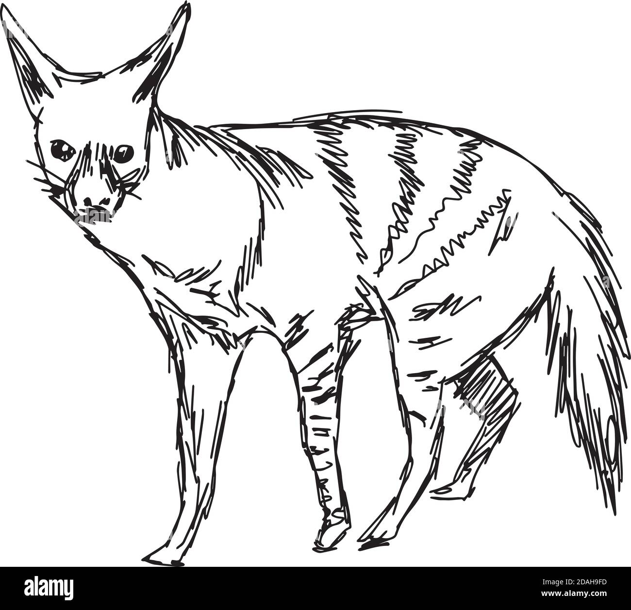 illustration vector hand drawn of aardwolf isolated on white background ...