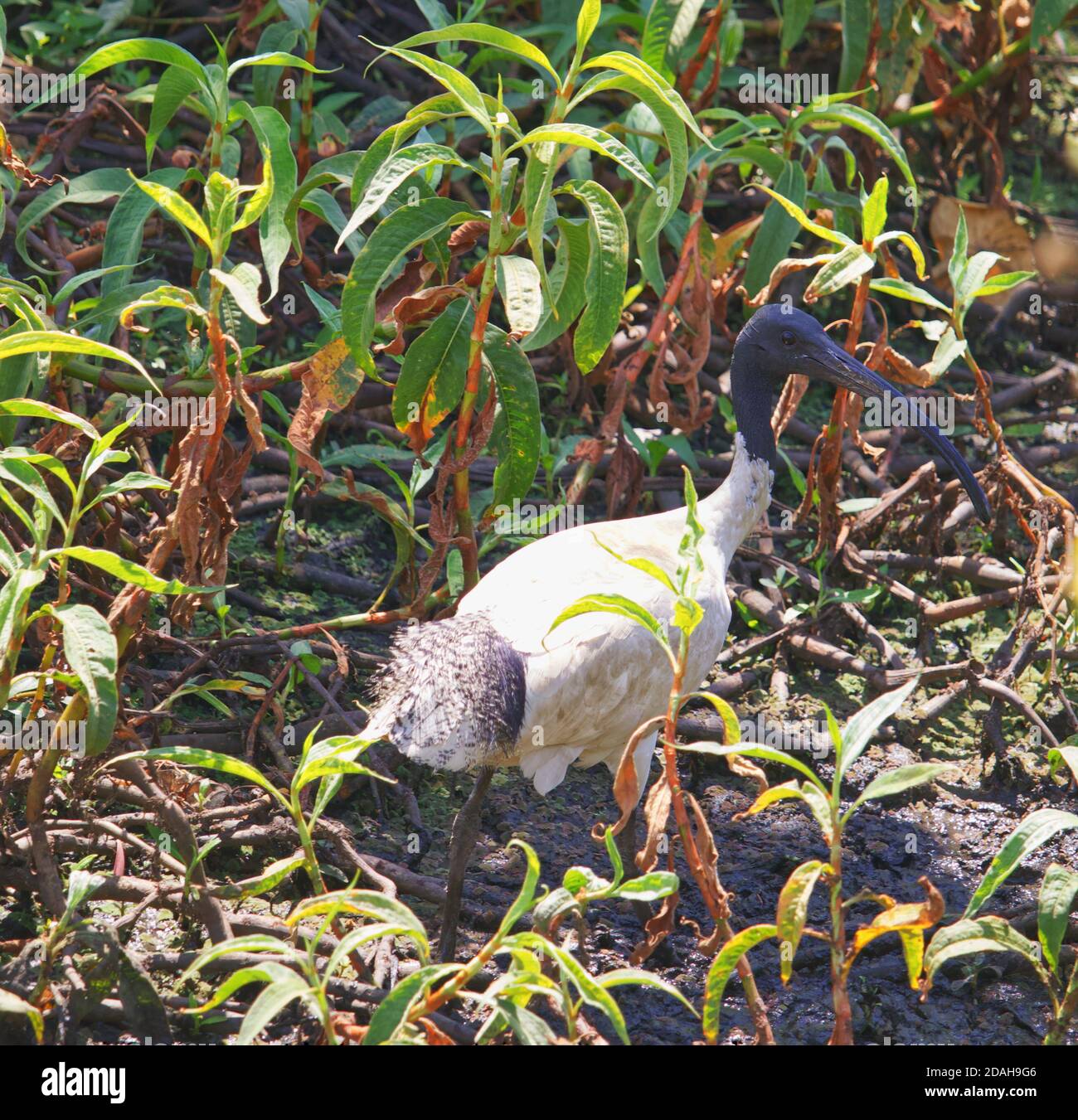 Cute australian animal scene hi-res stock photography and images - Alamy