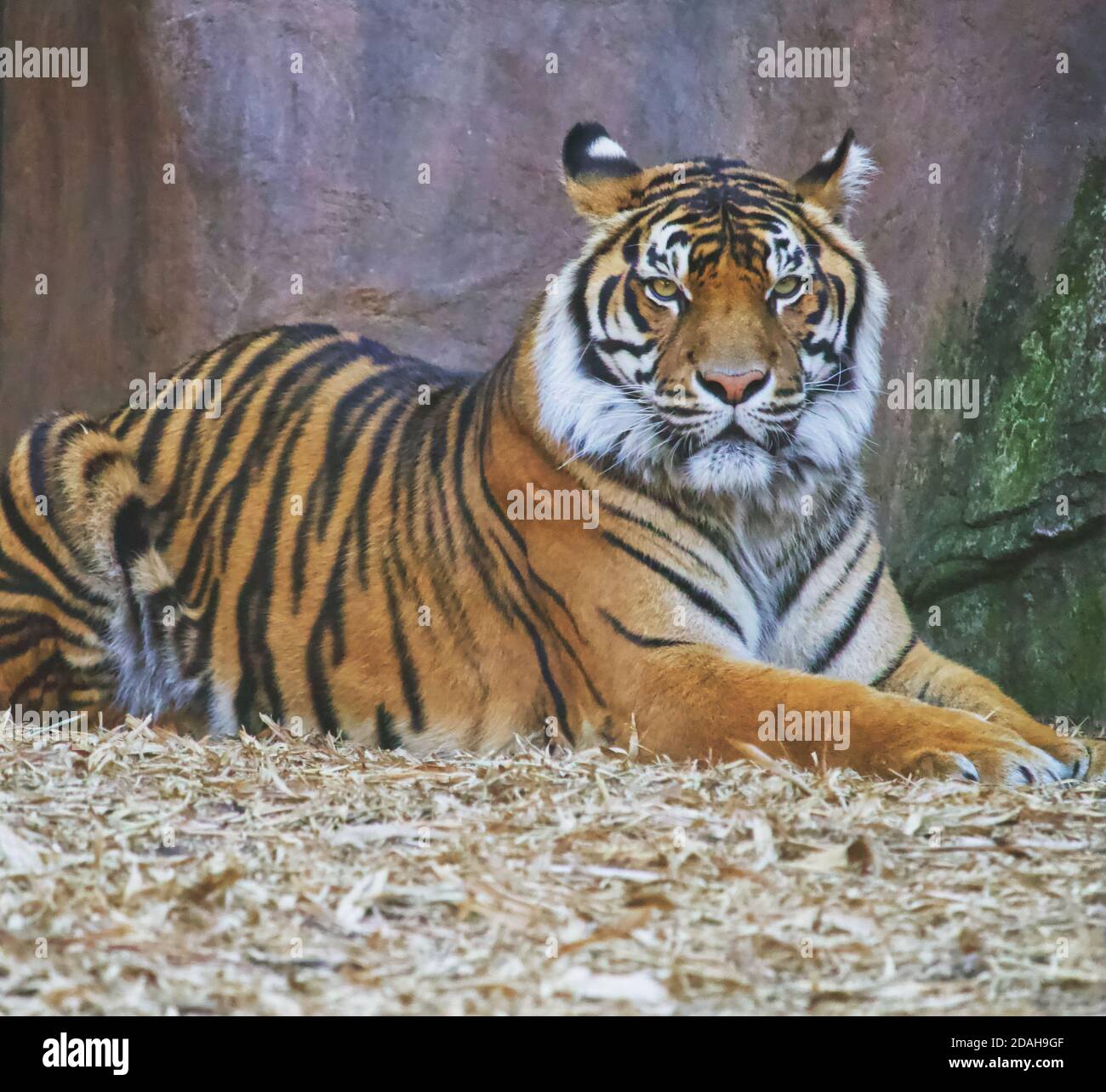 Asian rural tiger hi-res stock photography and images - Alamy