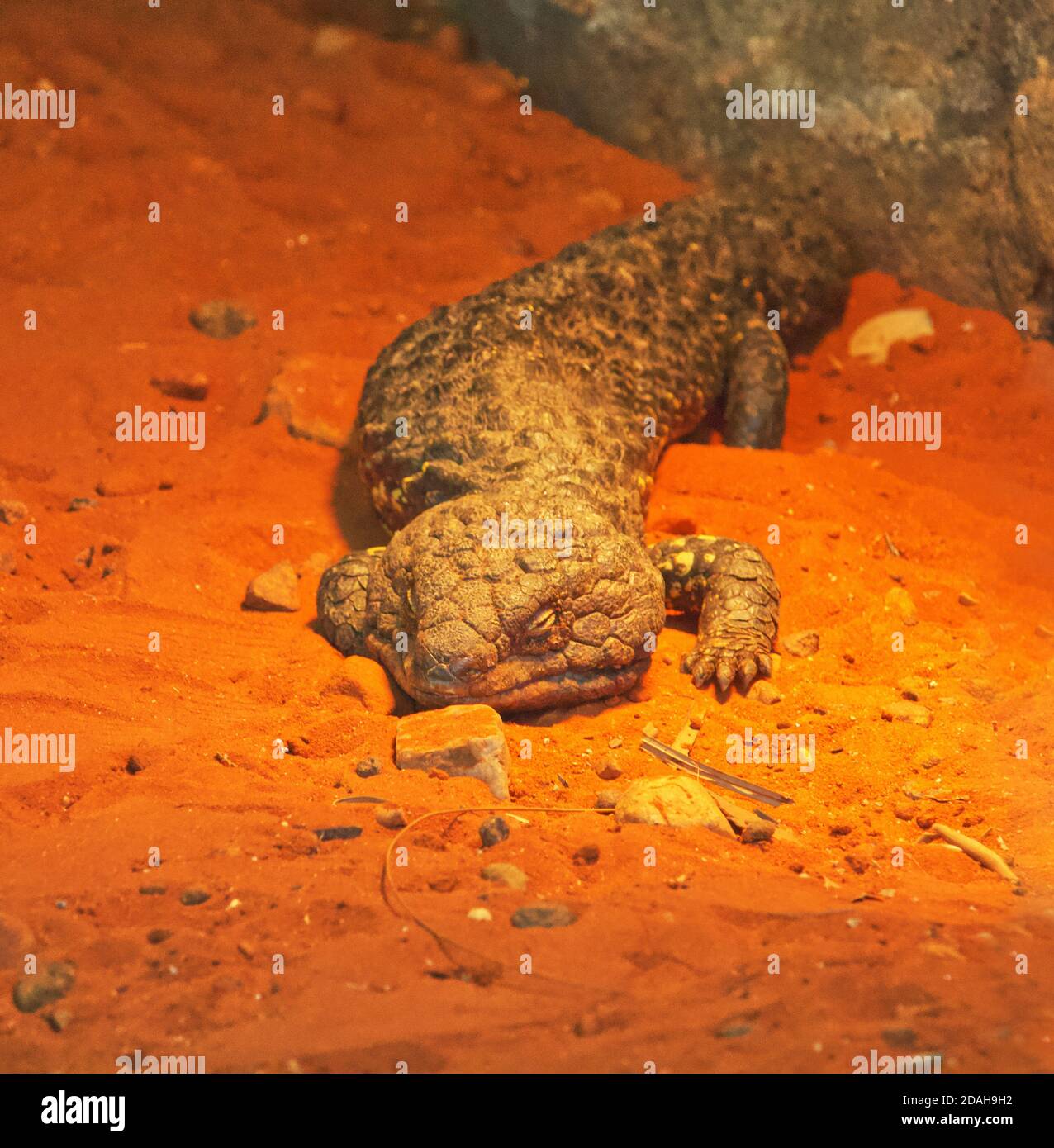 Shingle back lizard hi-res stock photography and images - Alamy