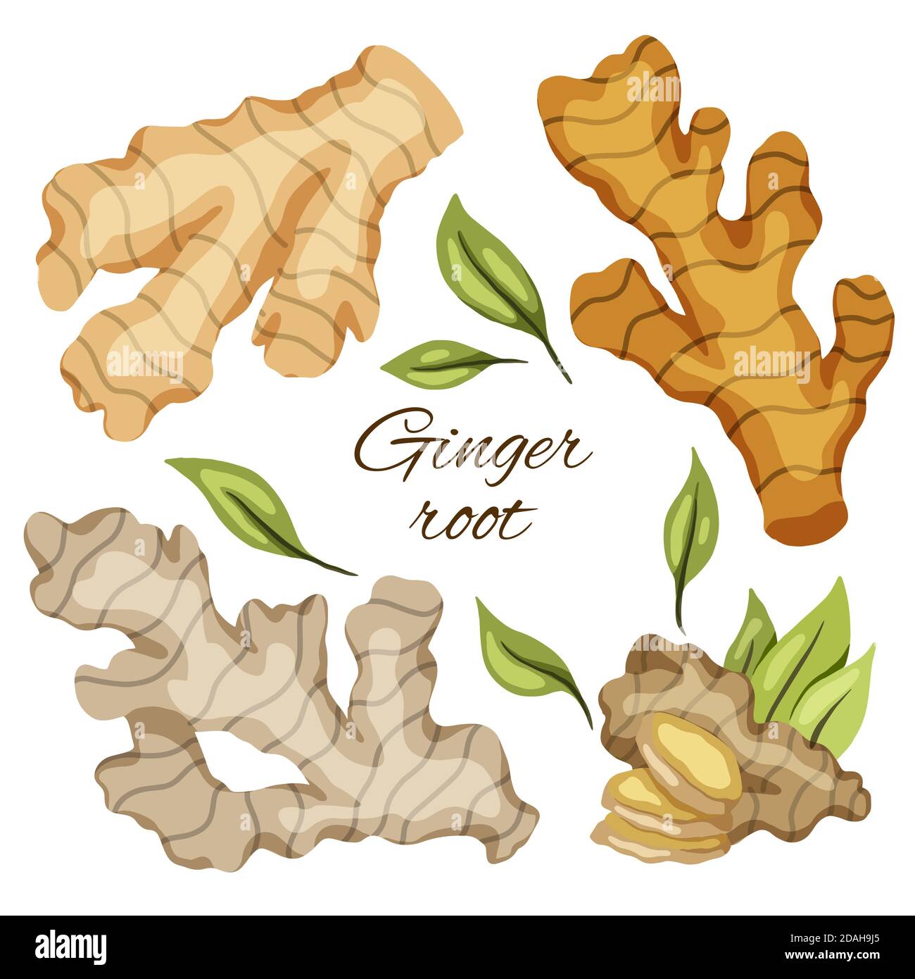 Set of flat of ginger roots with the inscription on a white background ...