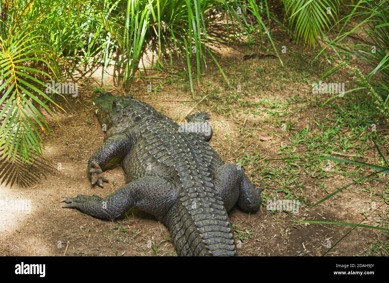 Australian wildlife crocodile outback Stock Photo - Alamy