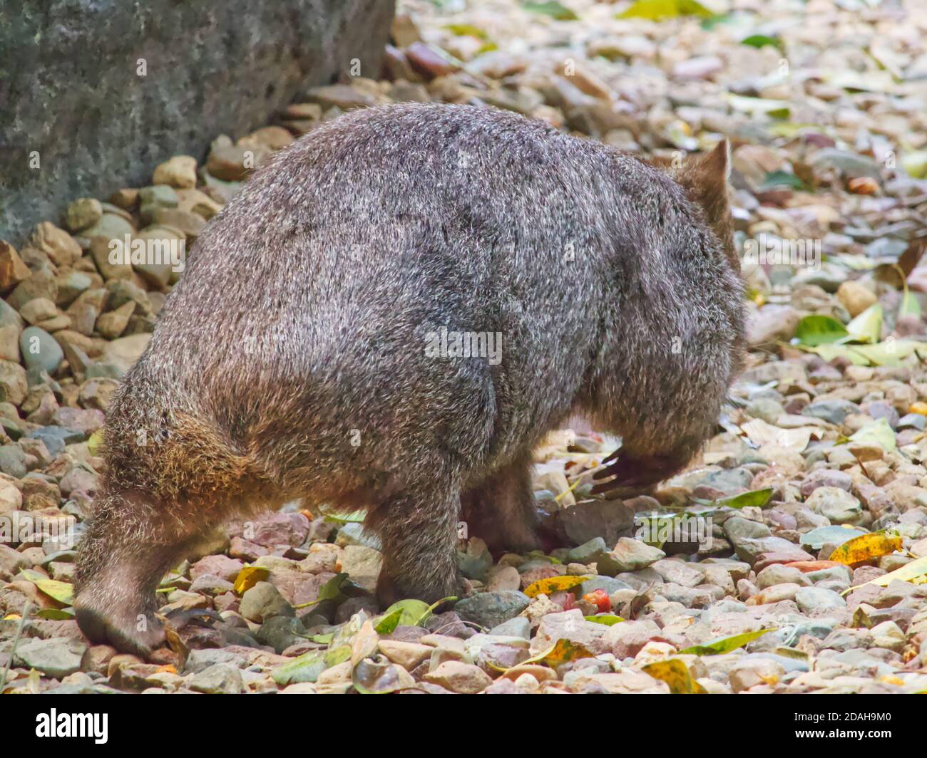 Australian wildlife wombat outback Stock Photo - Alamy