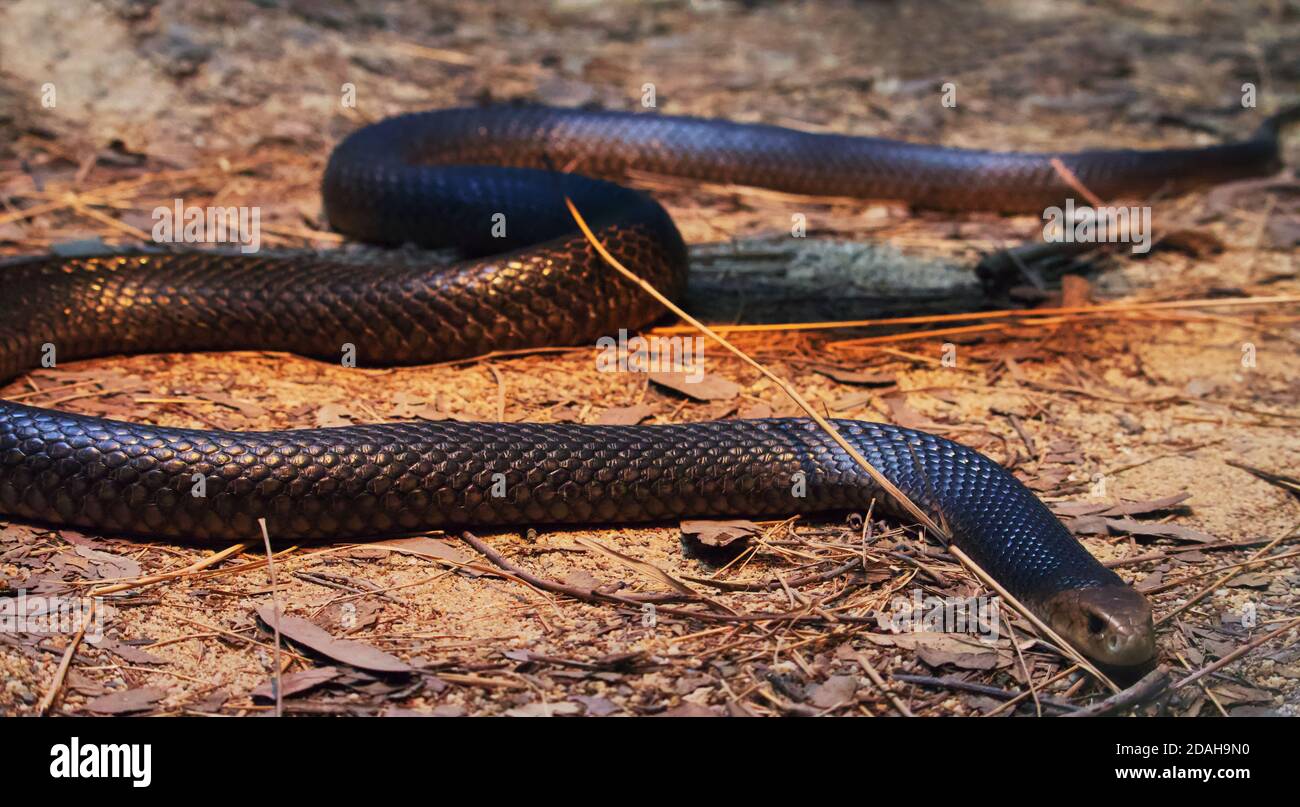 Australian wildlife snakes Stock Photo - Alamy