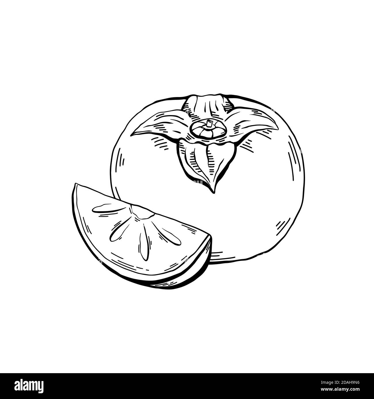 Contour sketch of a whole persimmon and a piece with a sketch on a ...