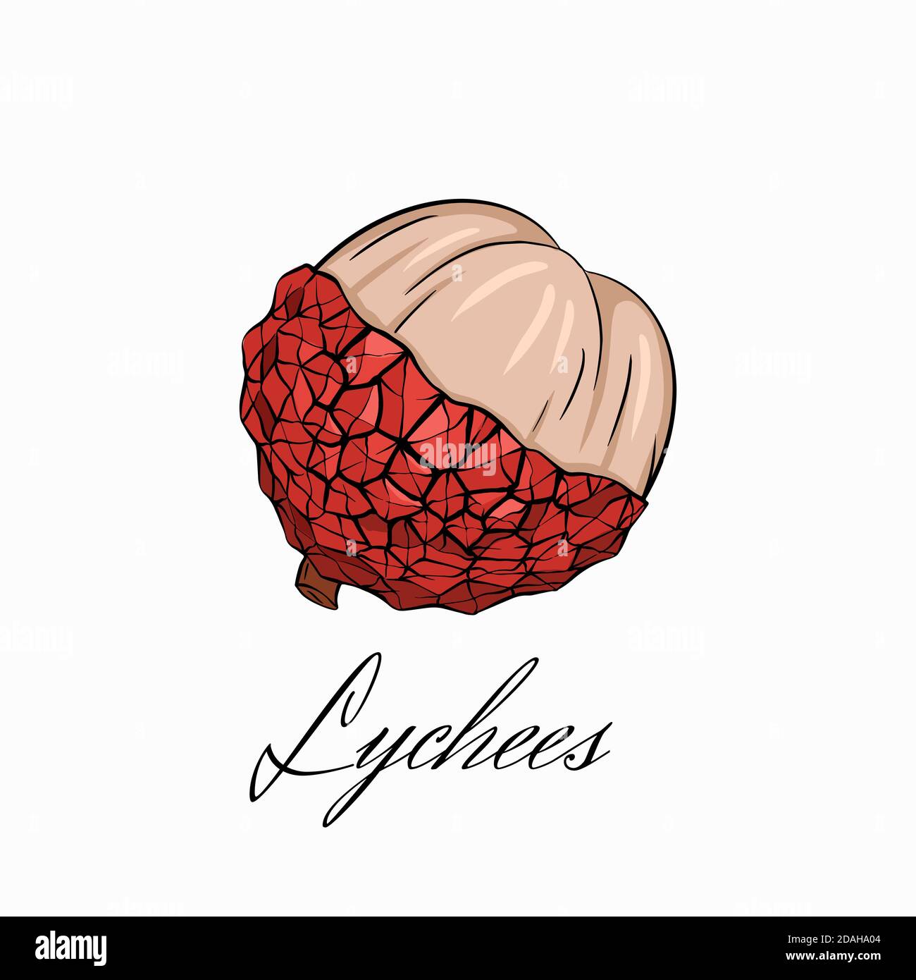 Color sketch lychee tropical fruit illustration with calligraphy ...