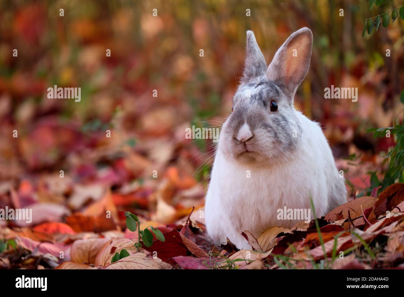 White and grey rabbit sitting over autumn leaves and looking at camera ...
