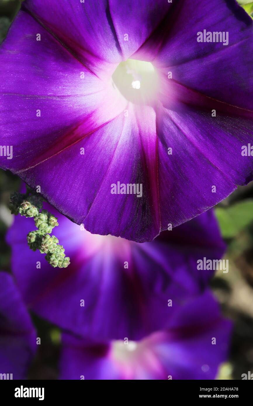 Morning Glory Flower. Beautiful wallpapers Stock Photo - Alamy