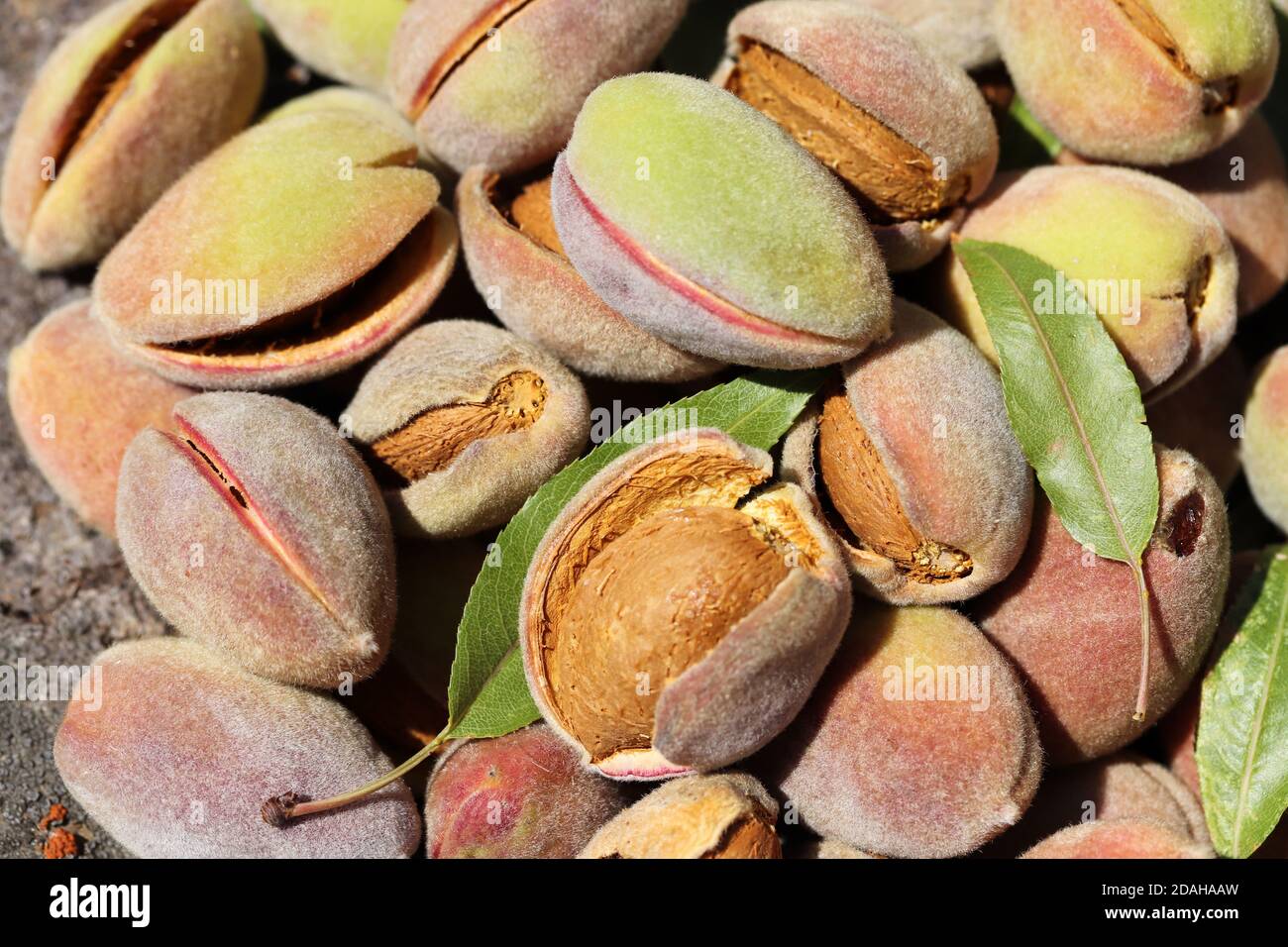 Harvest of almonds. Healthy foods Stock Photo - Alamy