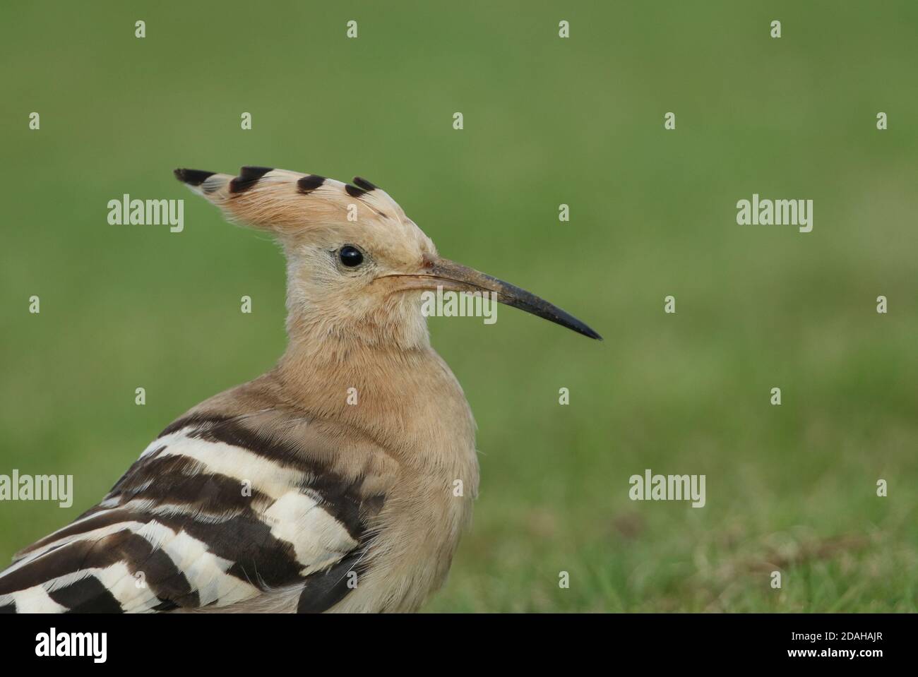 The head shot of a Hoopoe, Upupa epops, feeding in a field in the UK ...