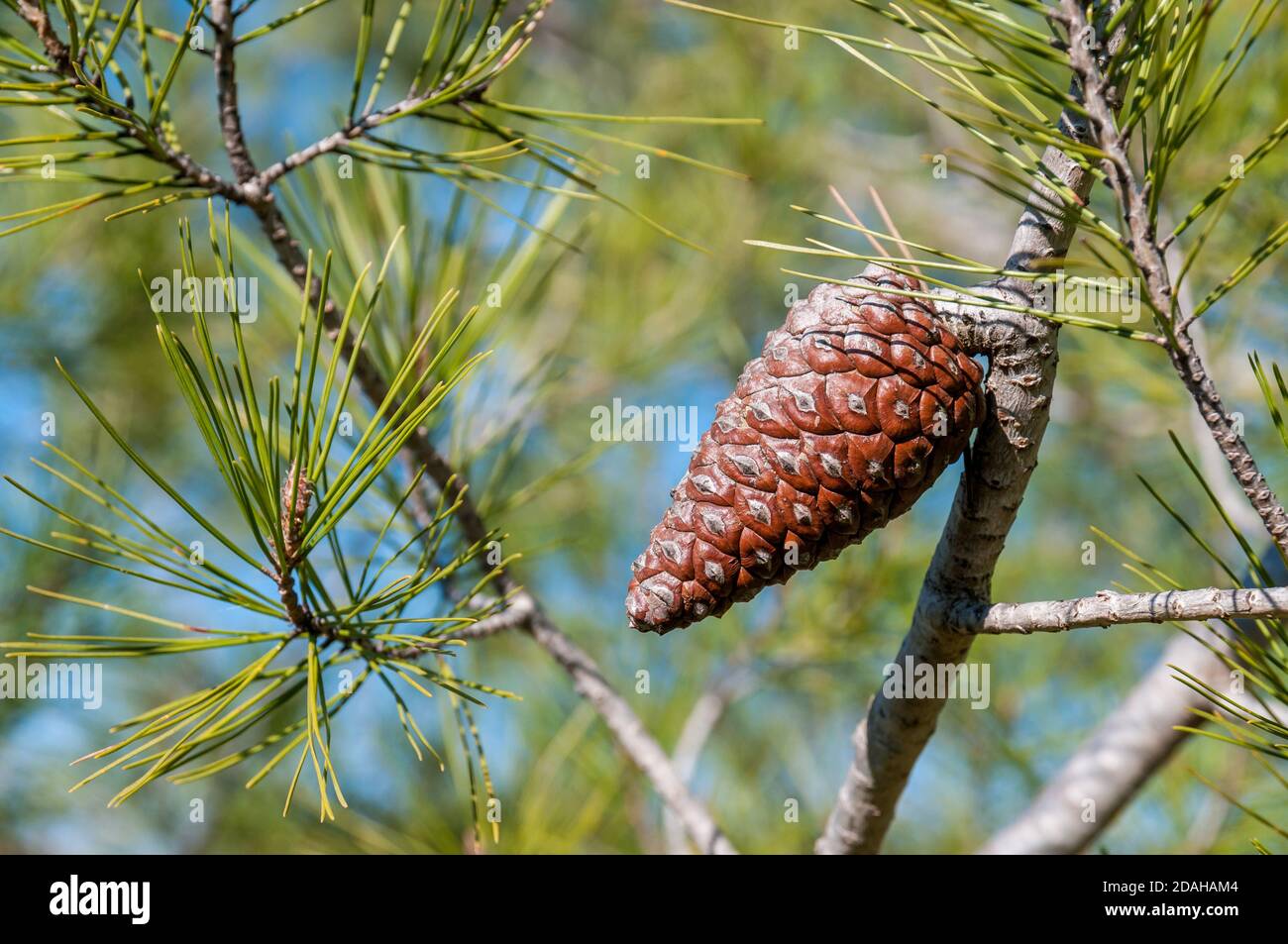 Aleppo pine tree cone hi-res stock photography and images - Alamy