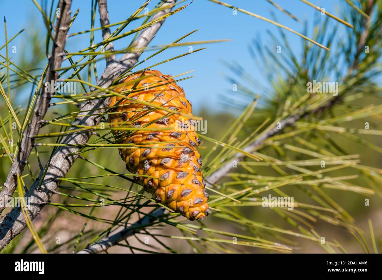 pinecone from Pinus halepensis, Aleppo pine, Catalonia, Spain Stock ...