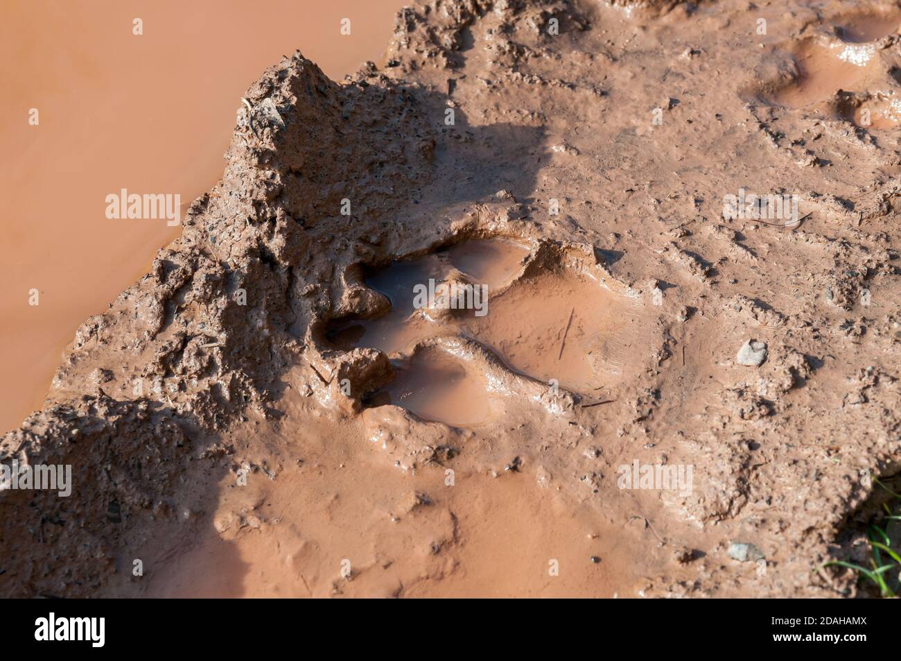 dog footprint in a puddle Stock Photo - Alamy