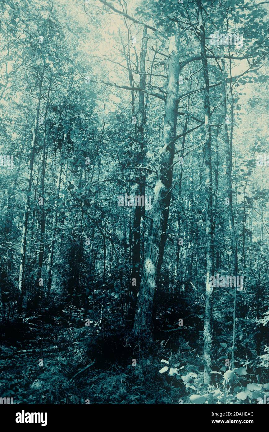 vintage forest background Stock Photo - Alamy