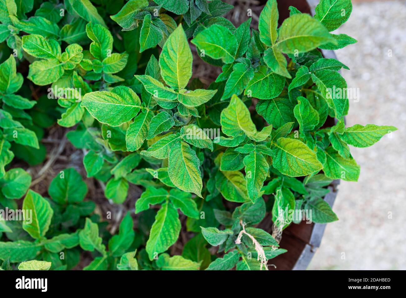 potato plants in wooden barrel planter outdoor in sunny vegetable ...